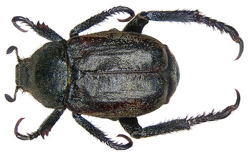 Chafer beetle store